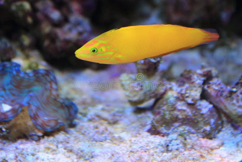 Canary wrasse stock photo. Image of life, chrysus, halichoeres - 118049102