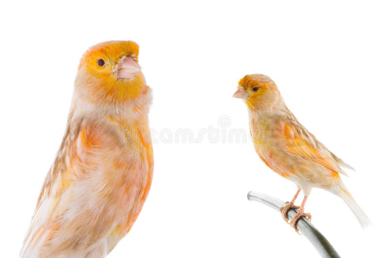 Beautiful Canary Isolated on White Background Stock Photo - Image of ...
