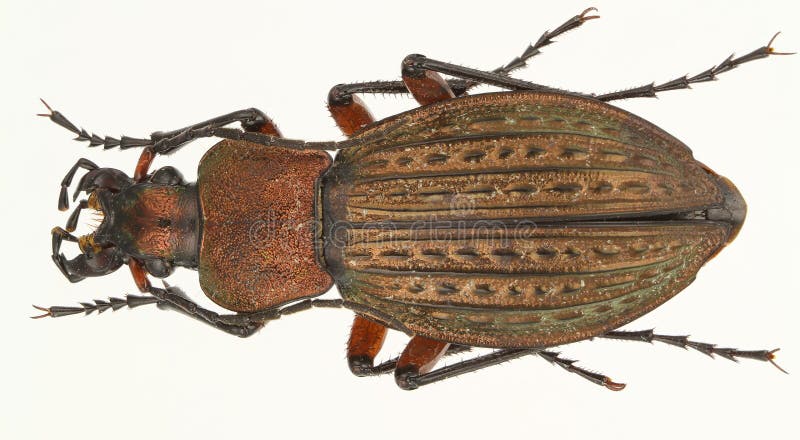Cancellatus De Carabus (insecte De Couleur De Cuivre) Image stock ...