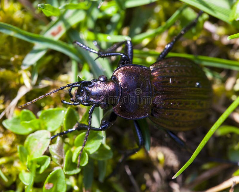 Cancellatus De Carabus (insecte De Couleur De Cuivre) Image stock ...