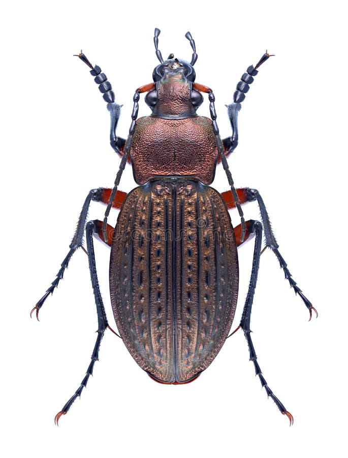 Cancellatus De Carabus (insecte De Couleur De Cuivre) Image stock ...
