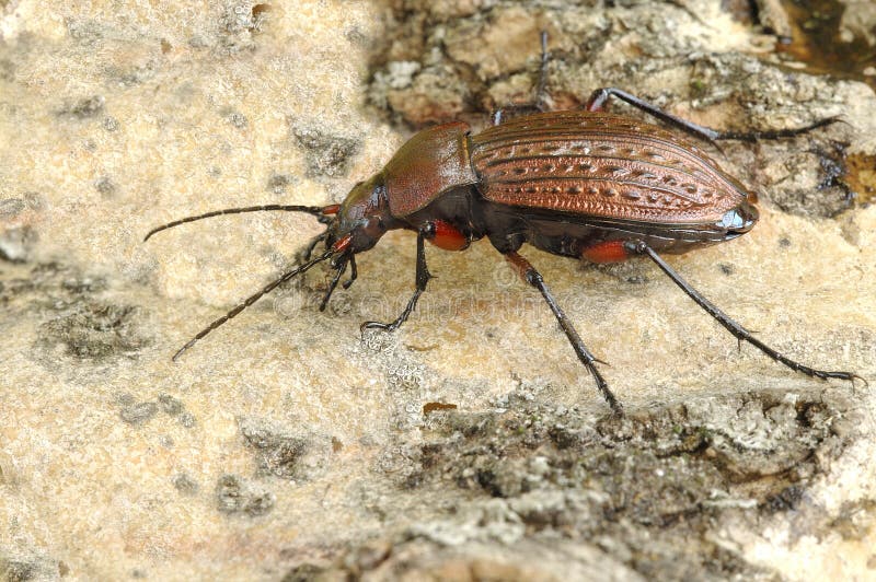 Rostandi Do Formosus De Carabus Do Besouro & X28; Female& X29; Imagem ...