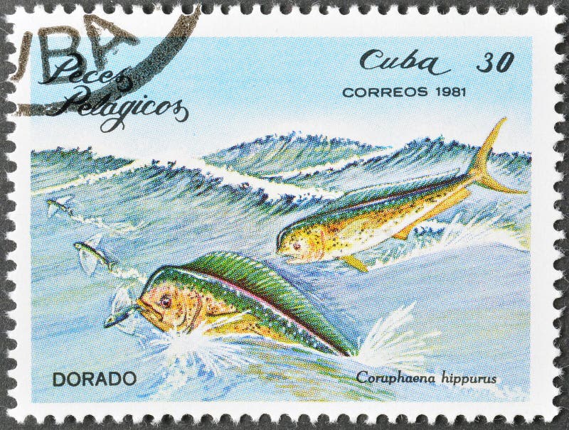 Common Dolphinfish (Coryphaena Hippurus) Editorial Stock Photo - Image ...