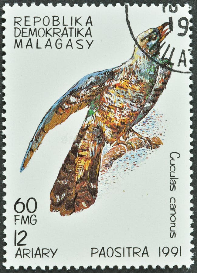 Common Cuckoo editorial photography. Image of pattern - 290173962