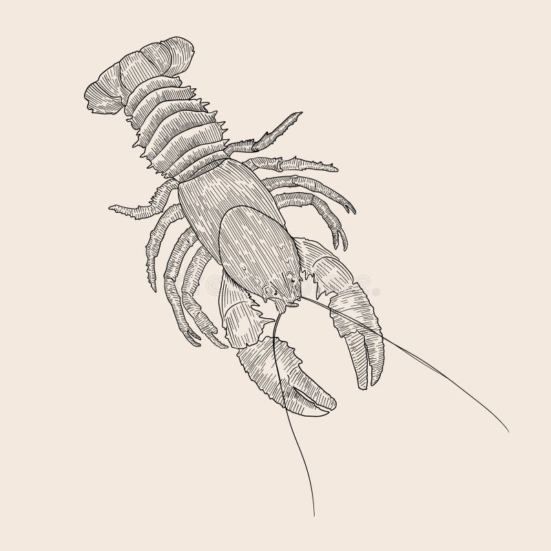 Cancer Animal Hatching Line Art, Engraving Stock Vector - Illustration ...