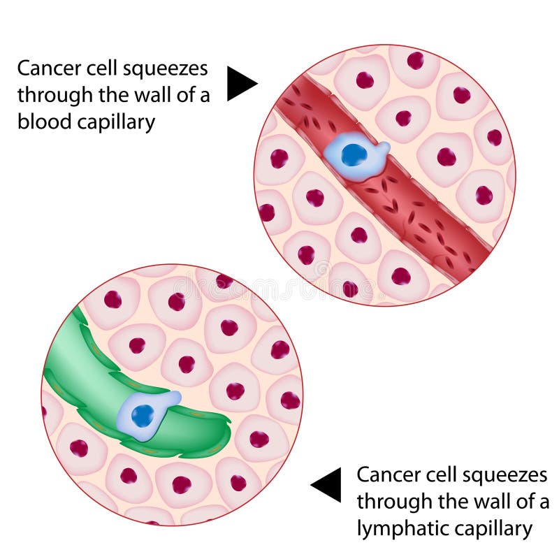 Blood Cell Drawing Stock Illustrations – 1,686 Blood Cell Drawing Stock ...