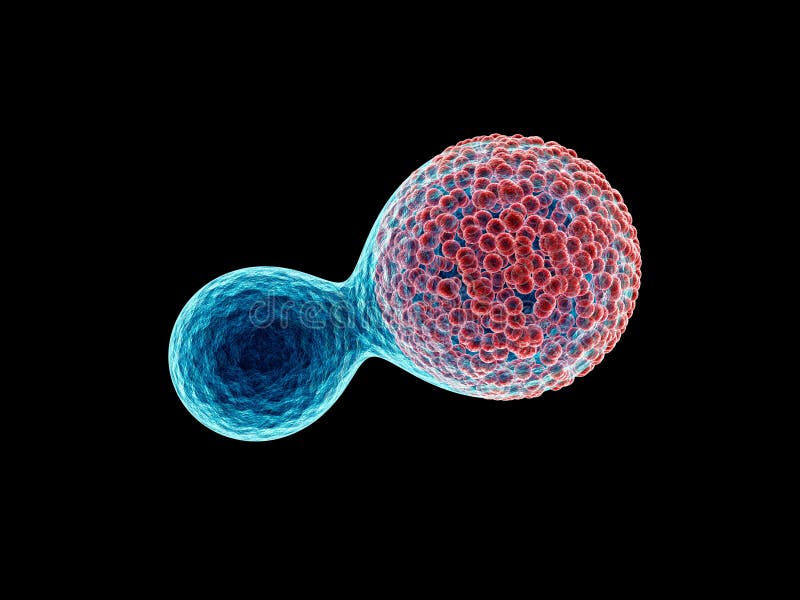 Prostate Cancer cells stock photo. Image of cells, medicine - 18357716