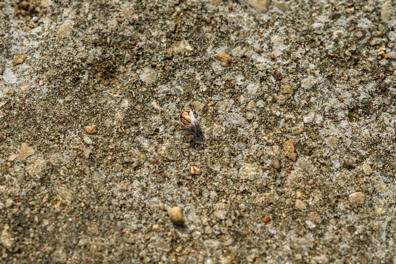 Cancer Hermit Crab in a Shell on Beach. Tropical Animal Stock Photo ...