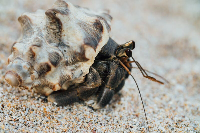 117 Hermit Crab Shell Pink Stock Photos - Free & Royalty-Free Stock ...