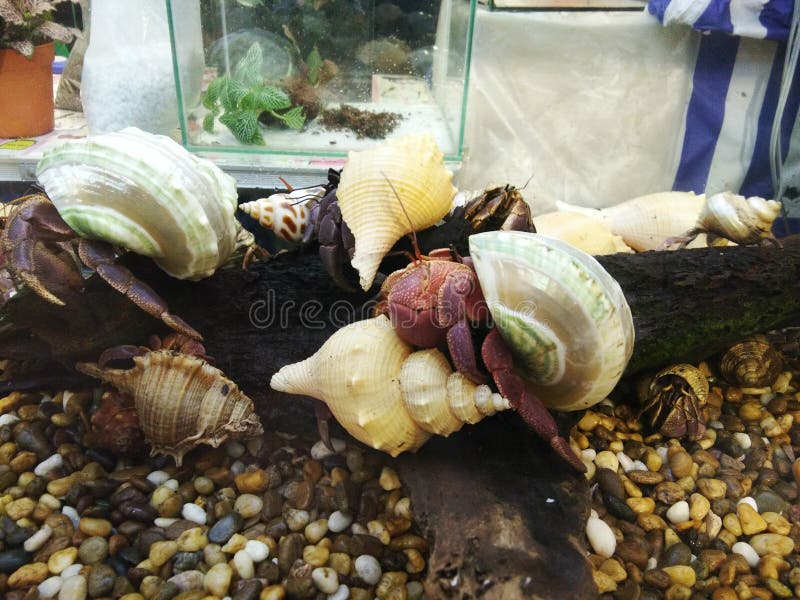 Empty Hermit Crab Shell Stock Photos - Free & Royalty-Free Stock Photos ...