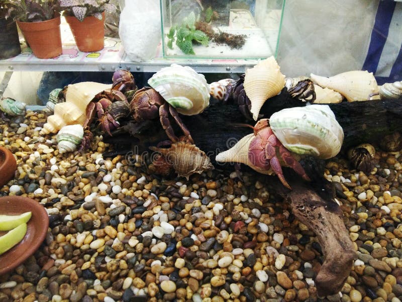 Empty Hermit Crab Shell Stock Photos - Free & Royalty-Free Stock Photos ...