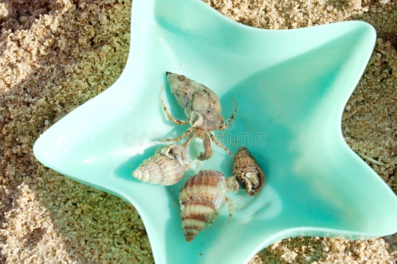 Shell cancer hermit stock photo. Image of claw, emerges - 23570460