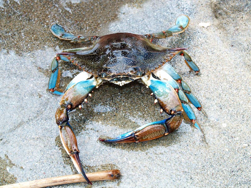 Sea cancer in water stock photo. Image of organism, exoskeleton - 75482968