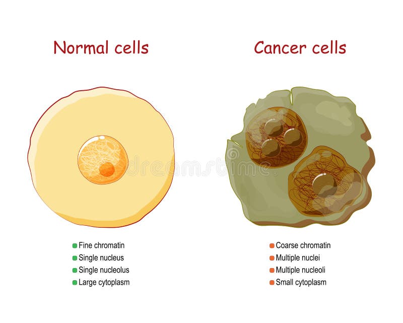 6+ Cancer healthy cells Free Stock Photos - StockFreeImages