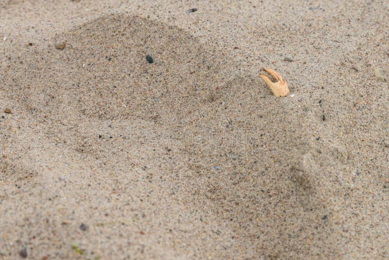 Cancer Scissors in the Sand Footprint of a Beach Stock Photo - Image of ...