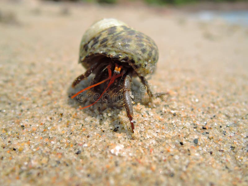Cancer in the Shell on the Sand on the Seashore. Stock Photo - Image of ...