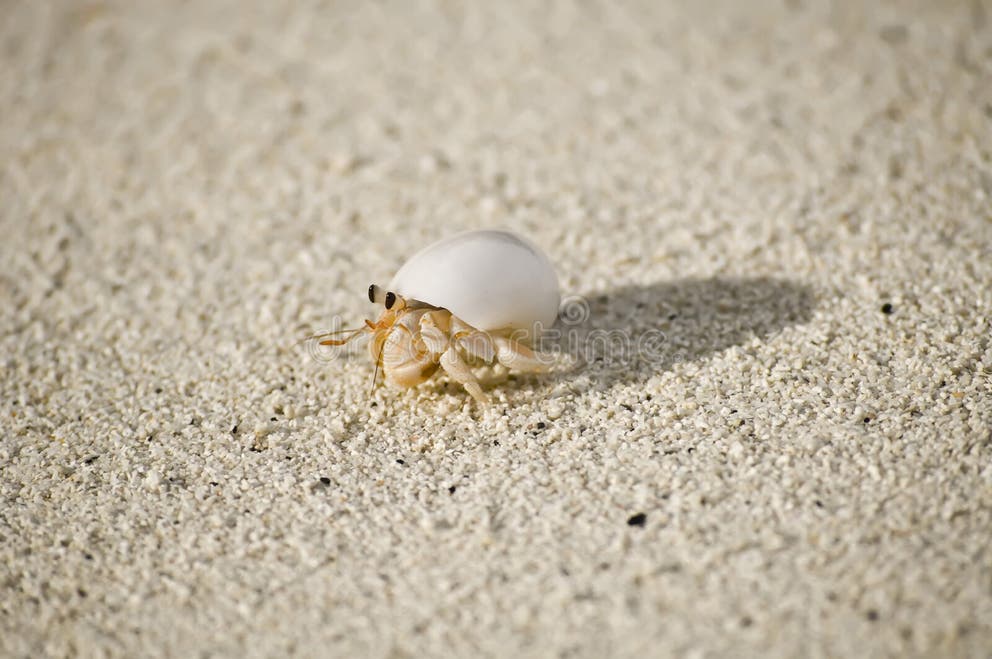Cancer stock photo. Image of cancer, shell, small, holiday - 45336044