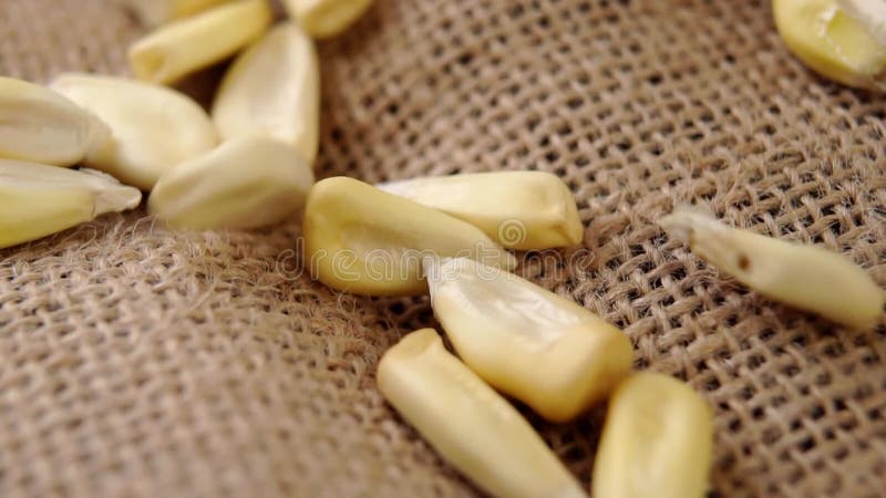 Cancha Corn Seeds Falling on a Rough Rustic Burlap. Dried Maize Stock ...