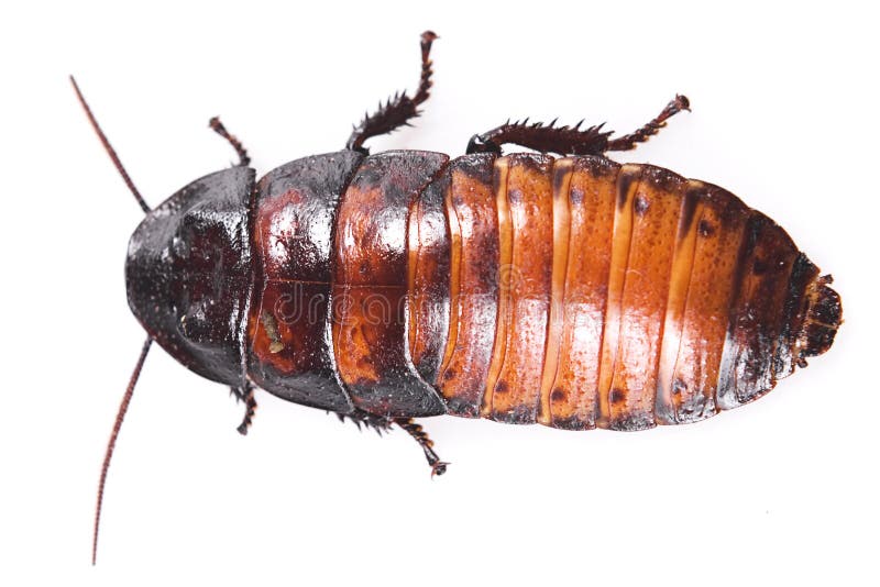 Cancrelat photo stock. Image du coléoptère, insecte, parasite - 10533858