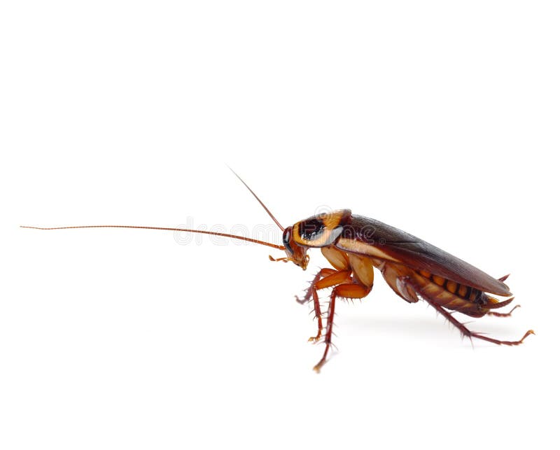 Cancrelat photo stock. Image du coléoptère, insecte, parasite - 10533858