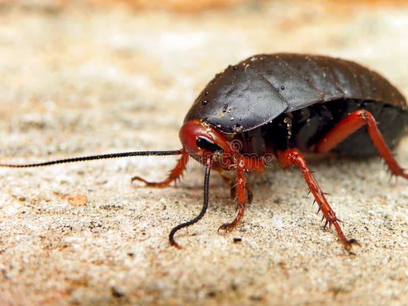 Cancrelat photo stock. Image du tête, fuselage, pesticide - 27769784