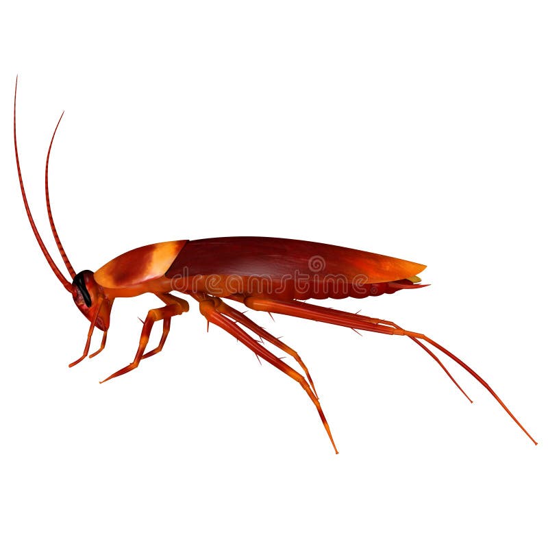 Cancrelat photo stock. Image du rampement, brun, américain - 46788030