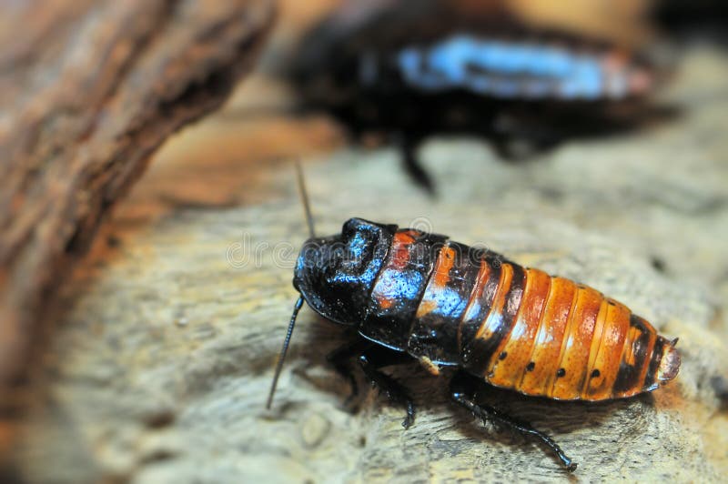 Le Cancrelat Rampe Au-dessus De La Tuile Photo stock - Image du ...