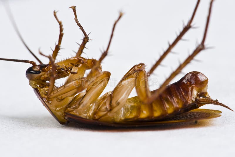 Blatte mourante image stock. Image of dégout, mensonge - 9843173