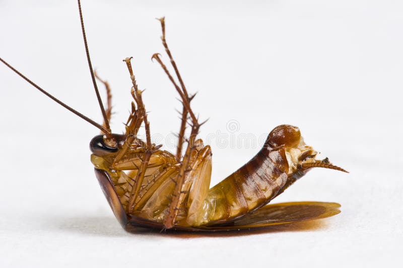 Cancrelat mourant image stock. Image du mourant, cancrelat - 9843175