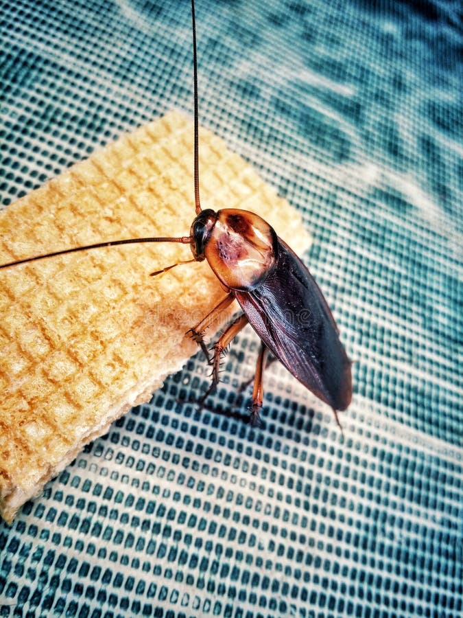 Cancrelats Photos Stock - Téléchargez 2,296 Photos libres de droits