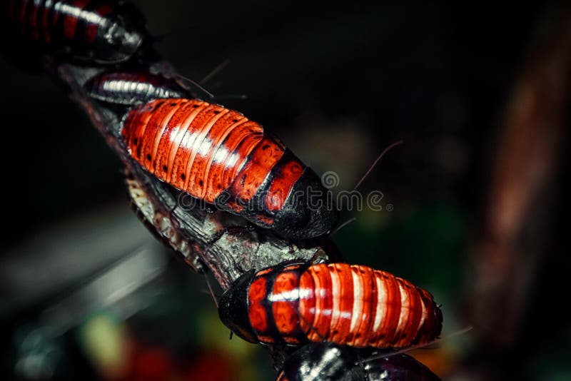 Les Cafards Malgaches Dans L'aquarium. Un Grand Cafard Tropical De La ...