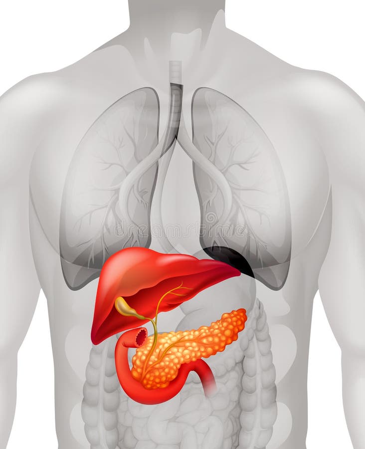 Pancreas corpo umano illustrazione vettoriale. Illustrazione di ...