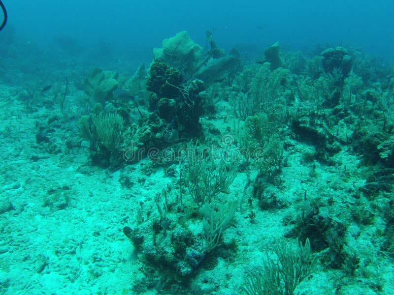 Scuba Diving in Cancun Mexico Stock Image - Image of cancun, recreation ...