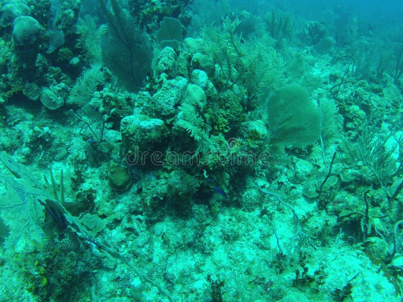 Scuba Diving in Cancun Mexico Stock Image - Image of 100gopro, sports ...