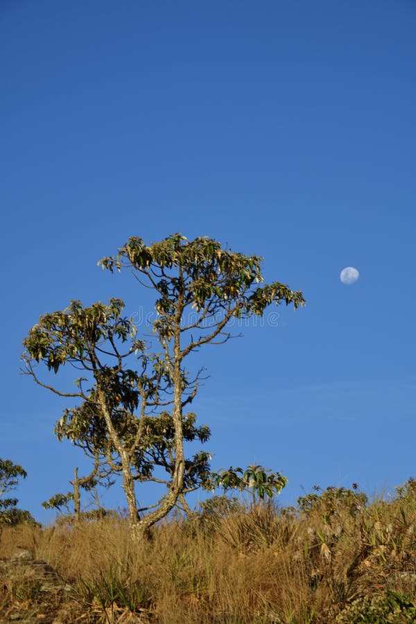 Candeia Tree and Crescent Moon in the Park in Brazil Stock Photo ...