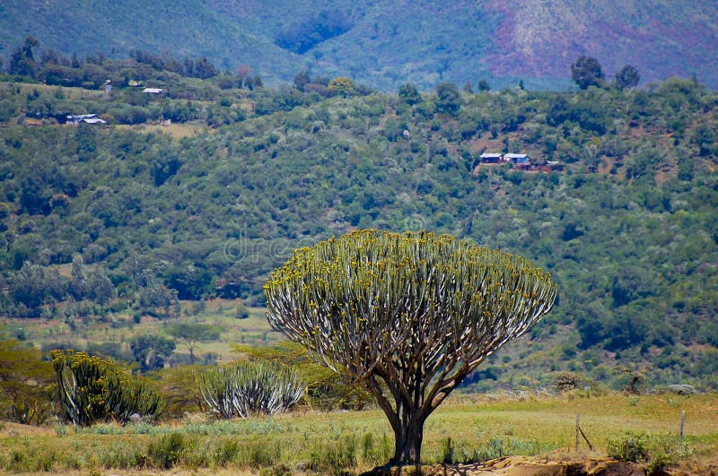 Candelabra Tree stock image. Image of grass, cactus - 184846383