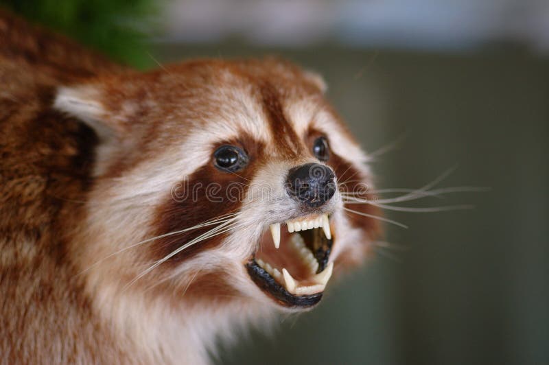 Badger Snarling Stock Photos - Free & Royalty-Free Stock Photos from ...