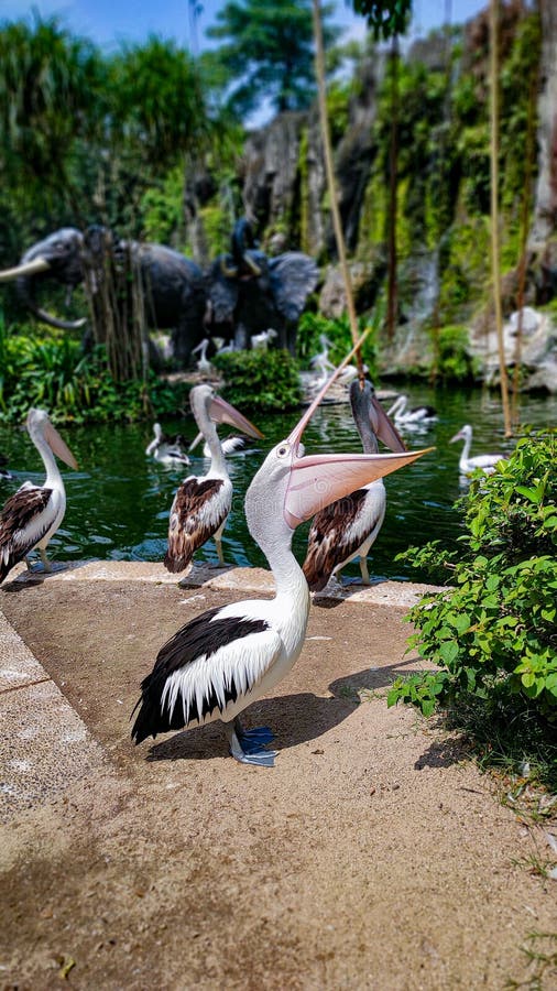 Candid Swan stock photo. Image of sunbathing, bird, tree - 255996532
