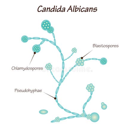 Candida Albicans Vector Diagram Stock Vector - Illustration of ...
