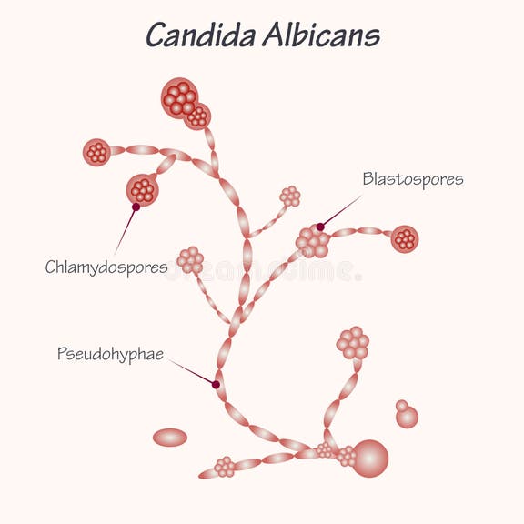 Candida Albicans Vector Diagram Stock Vector - Illustration of ...