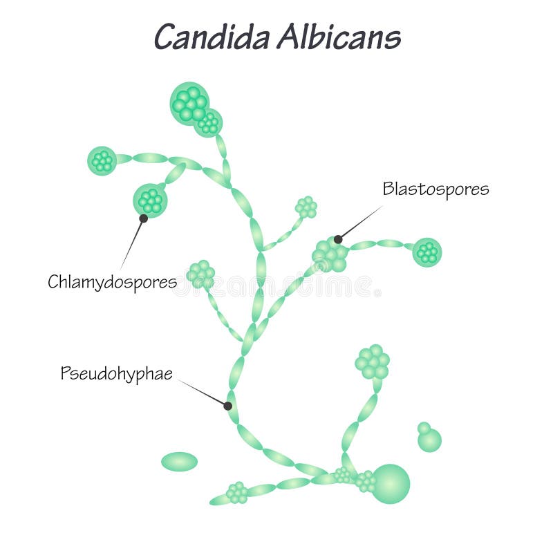 Candida Albicans Vector Diagram Stock Vector - Illustration of hyphae ...