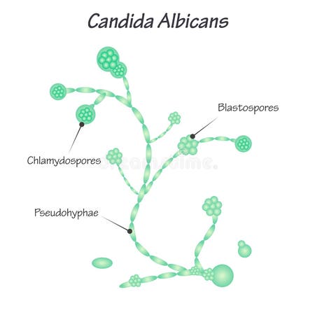 Candida Albicans Vector Diagram Stock Vector - Illustration of hyphae ...