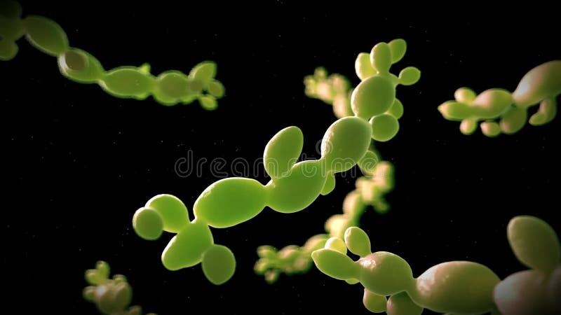 The syphilis bacteria stock video. Video of epidemic - 140240479