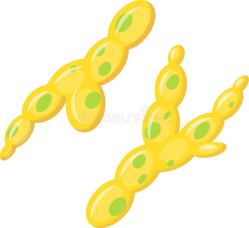 Candida Albicans Yeast Causing Candidiasis Infection, Microscopic View ...