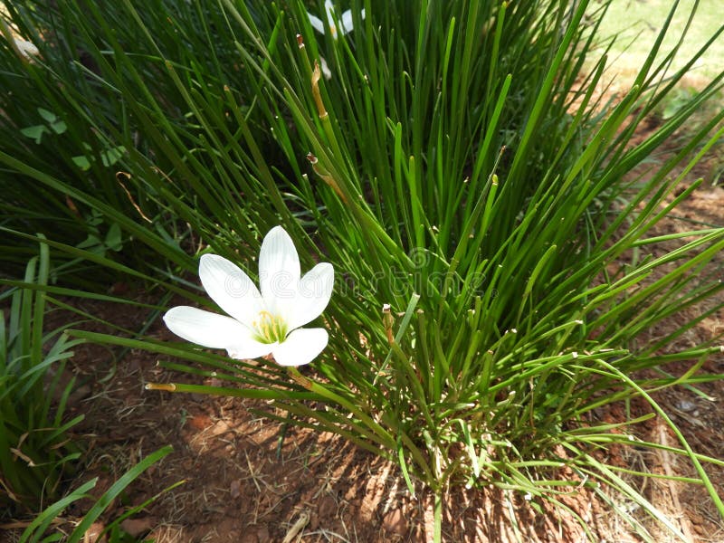 Candida De Los Zephyranthes Foto de archivo - Imagen de mejor, flora ...