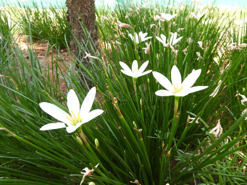 Candida dos zephyranthes foto de stock. Imagem de verde - 112543338