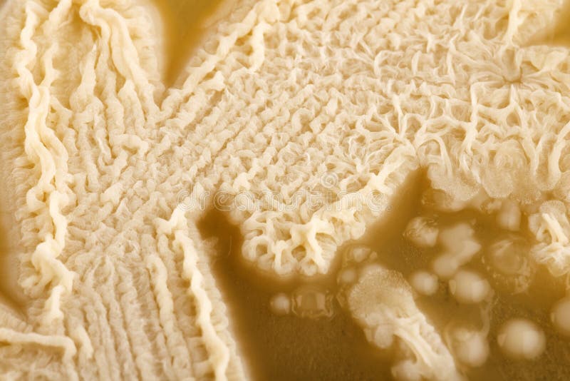 Pilz-Candida Albicans, Die Drossel Verursachen Stockbild - Bild von ...