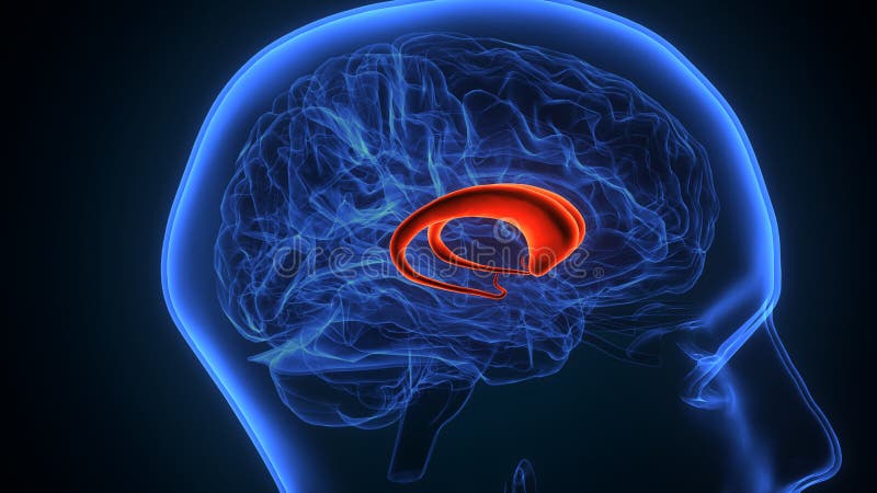 3d Illustration of Human Brain Caudate Nucleus Anatomy. Stock ...