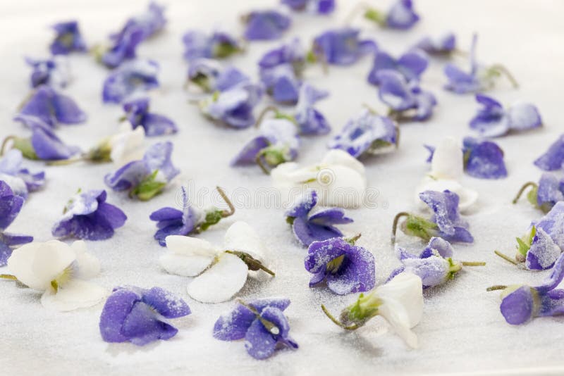 Crystallized violets stock image. Image of color, flower - 23703923