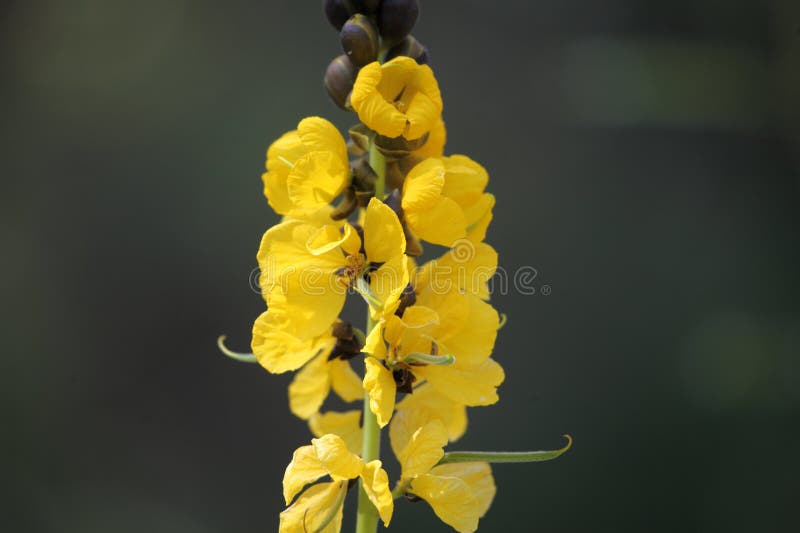 Candle Bush Flowers stock image. Image of ecology, tree - 62159269